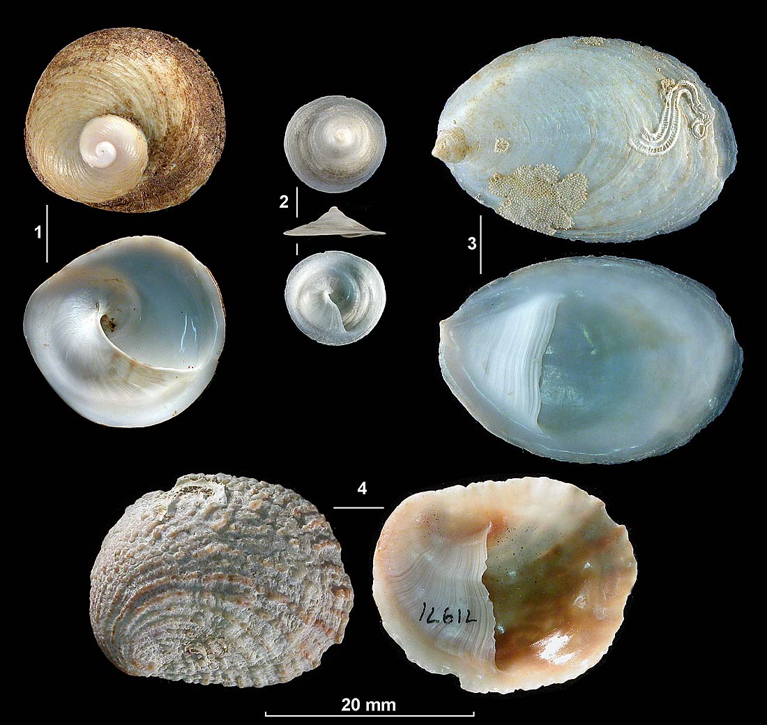 Family Calyptraeidae
