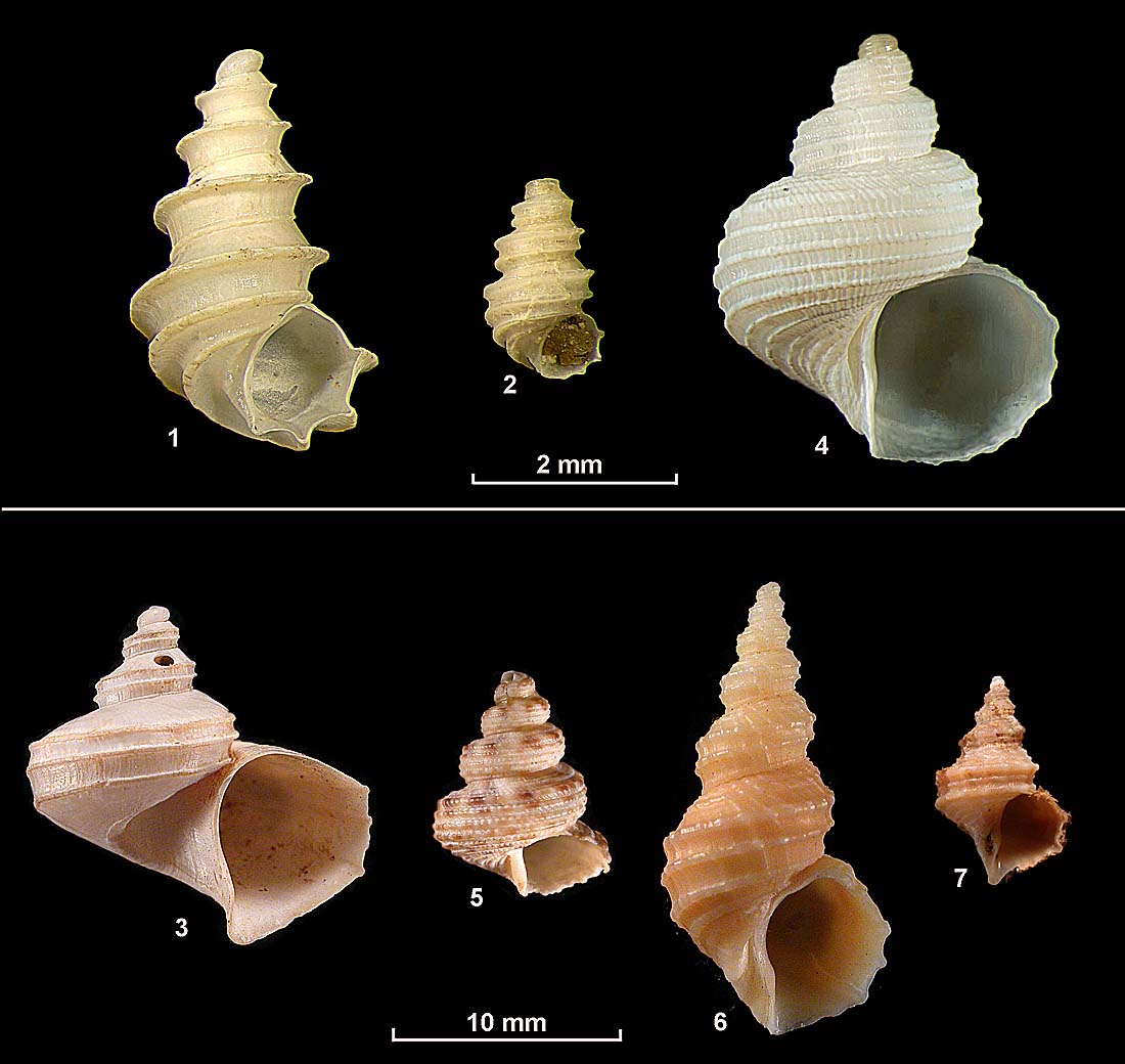 Family Capulidae