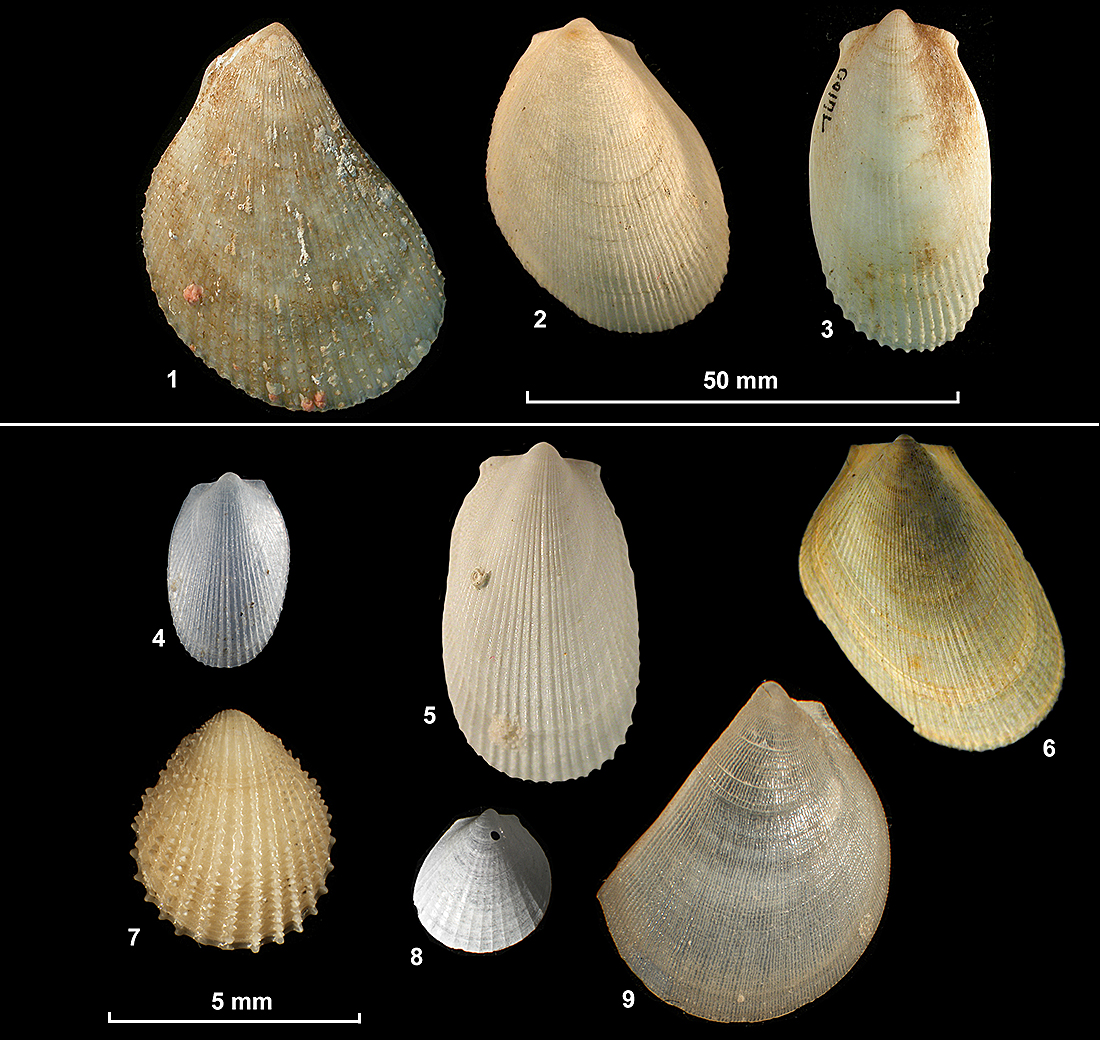family Limidae