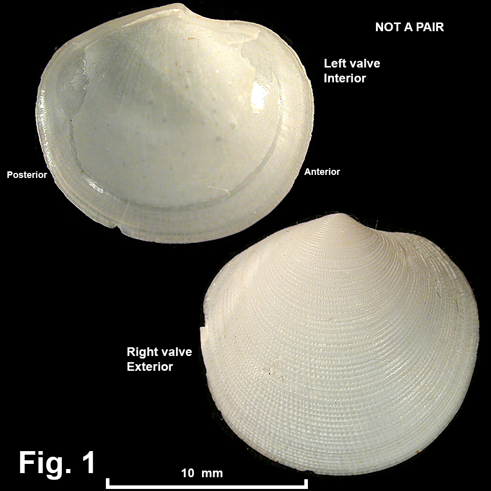 Monitilora Ramsayi Monitilora Ramsayi