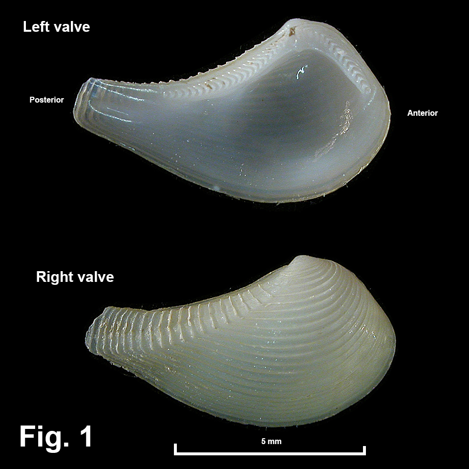 Nuculana Ramsayi
