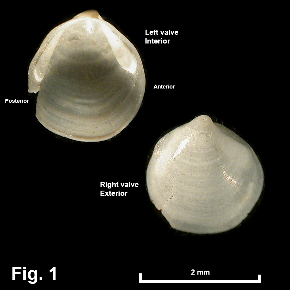 Genaxinus Albigena Genaxinus Albigena